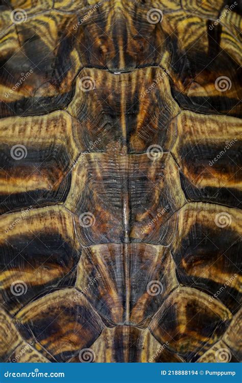 Sea Turtle Skinscale Texture Abstract Background Stock Image