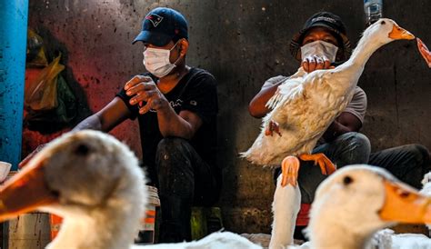 조류독감 H5n1 바이러스의 정의와 위험성에 대해