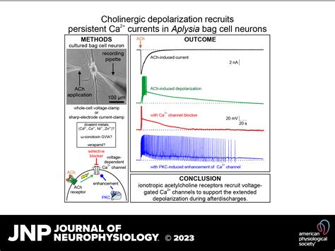Neuron Depolarization