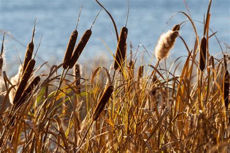 Cane Reed Rush Autumn High Grass Stock Image Image Of Views Dried