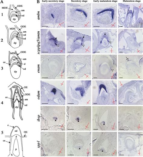 A 14 Schematical Drawings Of Tooth Development 1 Early Secretory