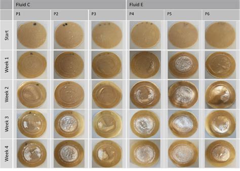 Progression Of In Vitro Calcification Of Pericardium Patches Conducted Download Scientific