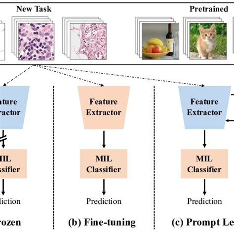 An Illustration Of Three Adapting Schemes For Wsi Classification With Download Scientific