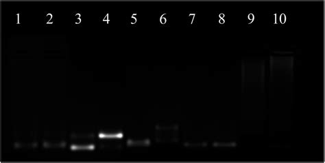 Agarose Gel 2 Electrophoresis Image Of The Dna Nanostructure Download Scientific Diagram