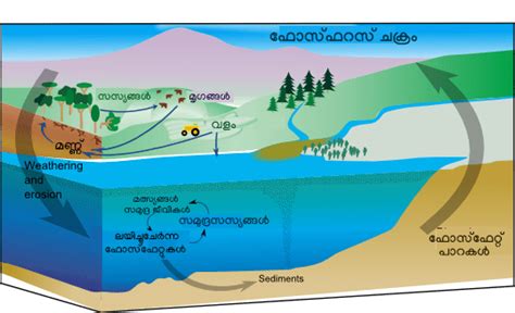 ഫോസ്ഫറസ് ഒരു ദിവസം ഒരു മൂലകം