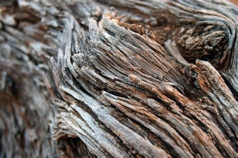 Close Up Bark Swirl Stock Image Image Of Bark Brown 78823699