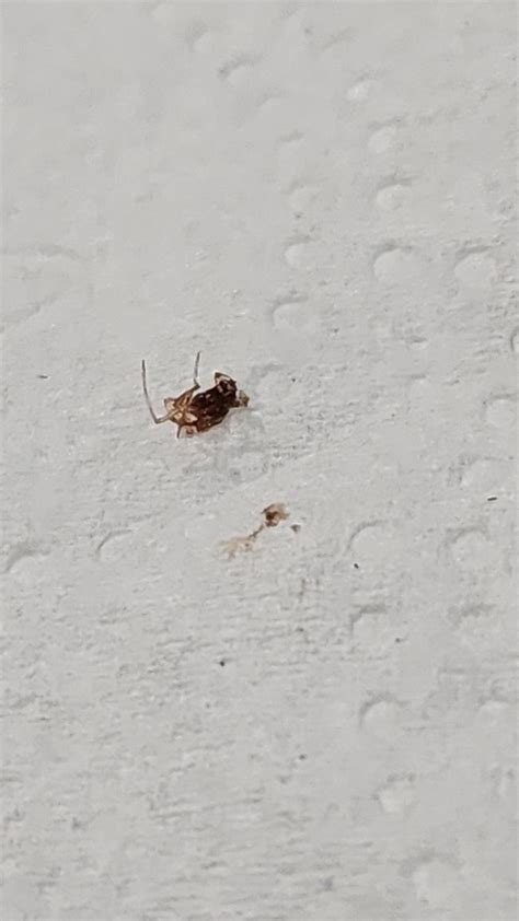 Bed Bug Or Something Else Rbedbugs