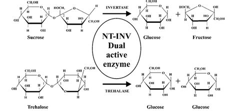 Schematic Representation Of Sucrose And Trehalose Hydrolysis Sucrose