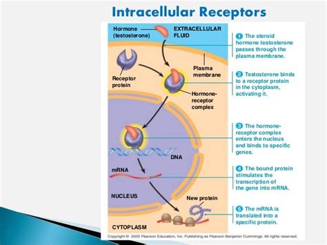 Cell Signaling Introduction 1