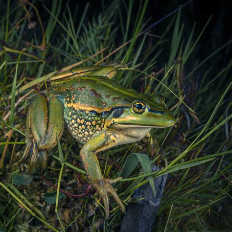 Ryan Francis Growling Grass Frog Wild Island Tasmania