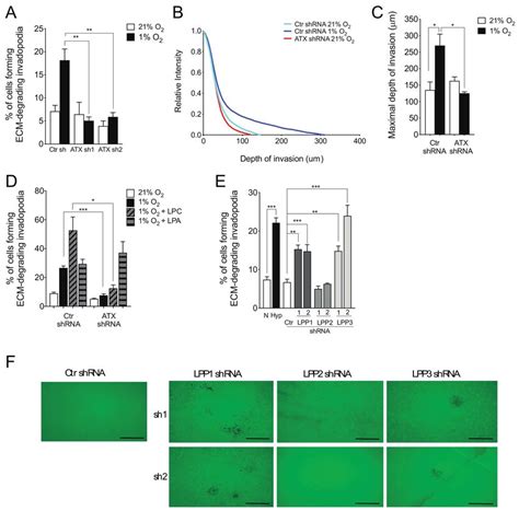 Role Of Atx And Lpps In Cancer Cell Invasion A Cells Transfected Download Scientific Diagram