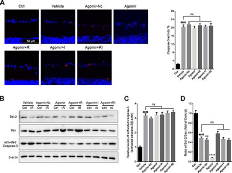 Synergistic Neuroprotective Effect Of Rasagiline And Idebenone Against