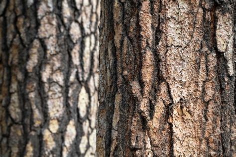 Premium Photo Details Of The Trunk Of A Large Tree Together With