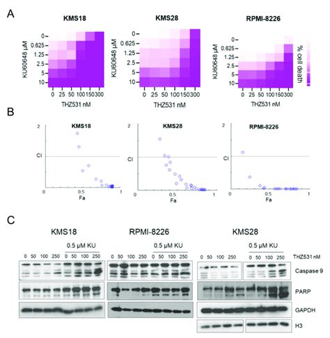 Synergistic Effect Of Dna Pk Inhibitor Ku 0060648 With Thz531 A Mtt Download Scientific