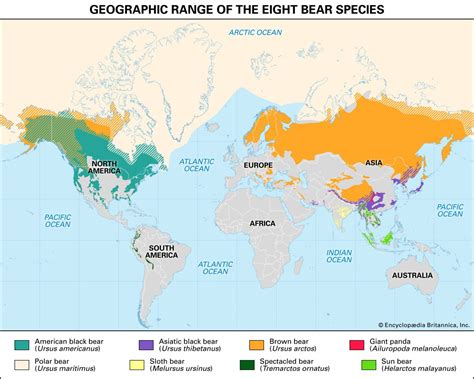 World Map Of The Bear Population Vivid Maps