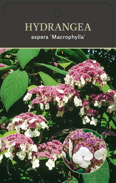 Hydrangea Aspera Macrophylla Goedkopeolijfbomen Nl