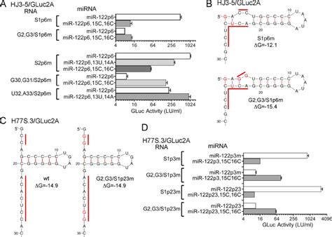 Functional Rescue Of Mir 122 Mutants By Complementary Substitutions In
