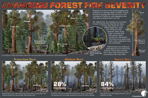 Will Sequoias Survive An Illustrated Forest Fire Diagram Blog SayoStudio