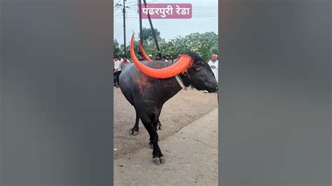 🐃पंढरपुरी रेडा🐃 Youtube