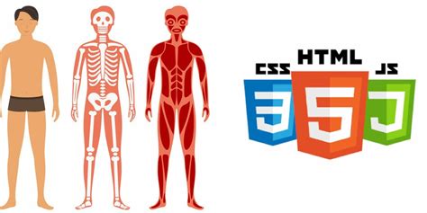 The Human Body And Html Css Js Dev Community