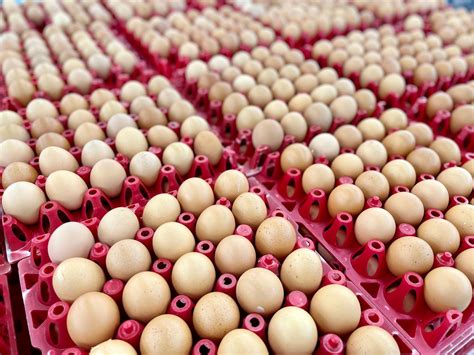 Nfu Demands Investigation Into The Egg Supply Chain Amid National