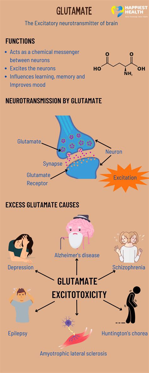 Glutamate Excitatory Neurotransmitter Of Brain Happiest Health