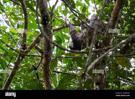 Linnaeuss Two Toed Sloth Choloepus Didactylus Also Southern Two Toed