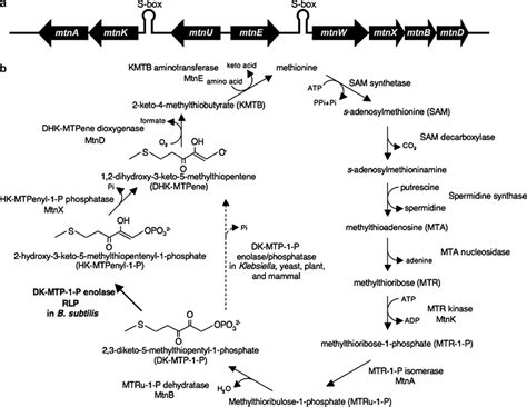 The Methionine Salvage Pathway And Related Operons In B Subtilis The