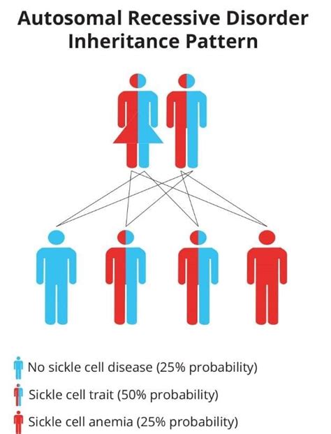 Sickle Cell Anemia Pathogenesis Symptoms Diagnosis And Treatment