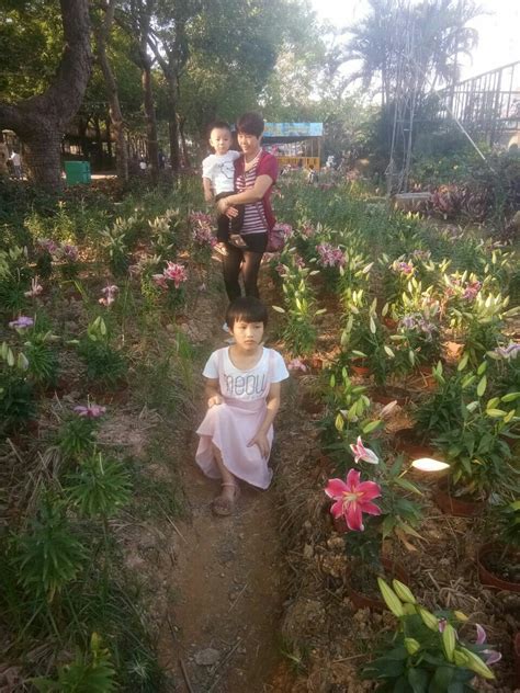 2025观澜湖生态运动公社游玩攻略百合花节，一家人来这赏花，【去哪儿攻略】