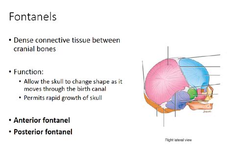 Fontanels Diagram Quizlet