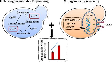 Overview Of Astaxanthin Biosynthesis Pathway From β Carotene And The