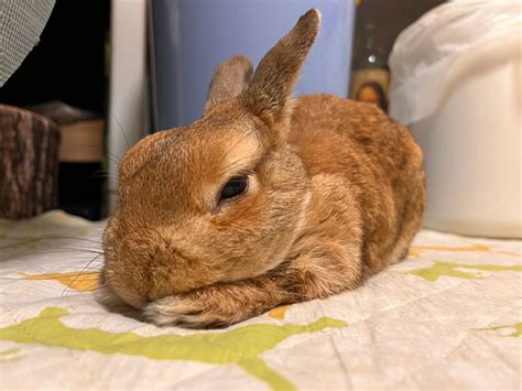 ご長寿うさぎさん ペコくん12歳 ココロのおうちのうさぎLife