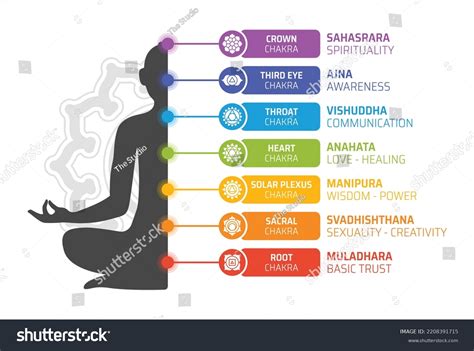 Sacral Plexus Over 1582 Royalty Free Licensable Stock Illustrations