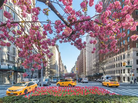 The Best Places To See Cherry Blossoms In New York City Herstoryawaits