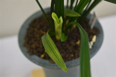 Siromuku