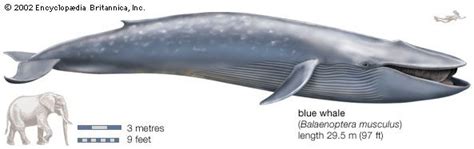 Cetacean Life Span Evolution And Characteristics