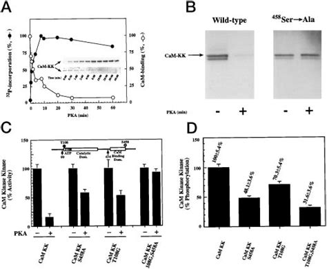 Pka Phosphorylated And Inhibited Cam Kk But Not Cam Kiv In Vitro A