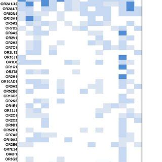 The Heat Map Shows FPKM Values For The 40 Most Highly Expressed ORs