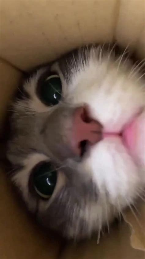 Funny Cat Memes That Will Make You Laugh Tiktok