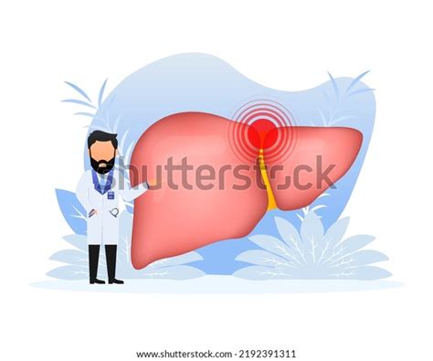 간 해부학 구조 소화용 담낭장기 벡터 스톡 벡터로열티 프리 2192391311 Shutterstock