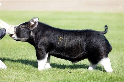 Boars Purple Power Boar Stud