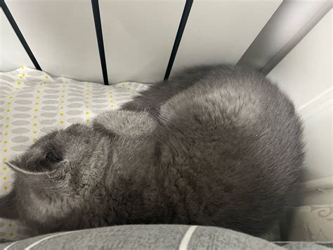 猫刚到家一周基本不吃不喝是猫瘟吗 NGA玩家社区