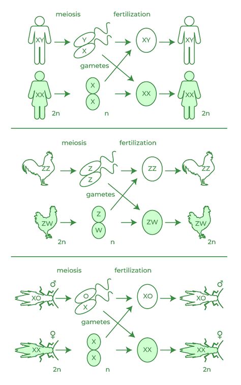 Sex Determination And Mutation Biology Class 12 Neet Pdf Download