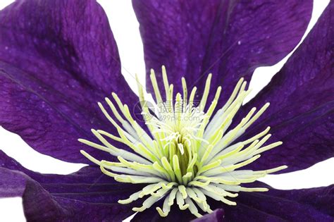 Clematis 宏高清图片下载 正版图片320292876 摄图网