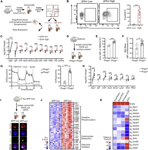 Immunity （if 38 50） 单细胞测序揭示il 33 St2 Akt信号轴调控小胶质细胞影响神经发育的机制