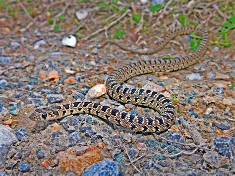 Paleo Herpetología Hemorrhois hippocrepis Culebra de herradura
