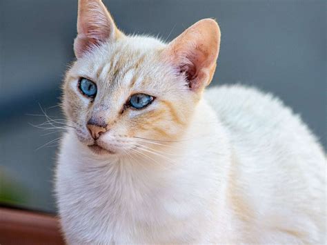 Javanese Cat Breed Guide Spot®