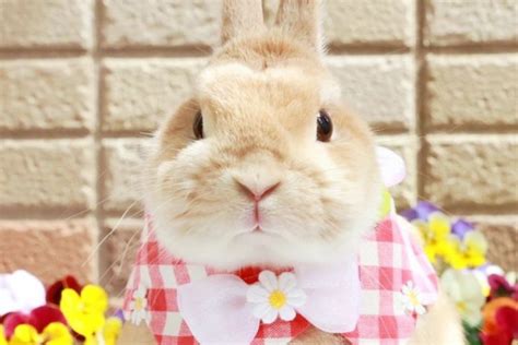 うさぎの撫で方を解説！撫でると喜ぶ場所や撫でられ待ちの合図とは？【うさぎ先生監修】｜moffme