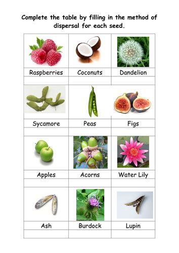 Ks3 Unit 8b Biology Classification Worksheets Only Reproduction